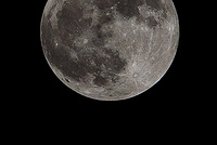 12-Gallon Long - josh okun